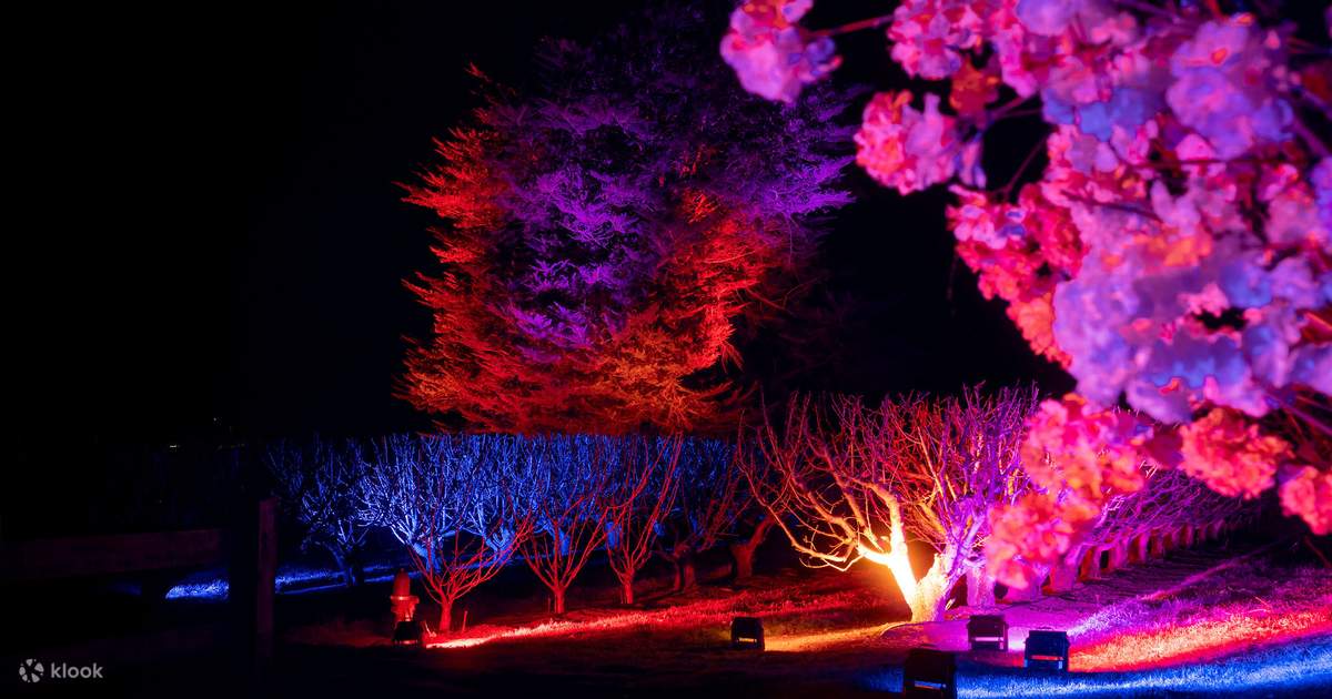 CherryHill Blossom của Light - Klook Việt Nam